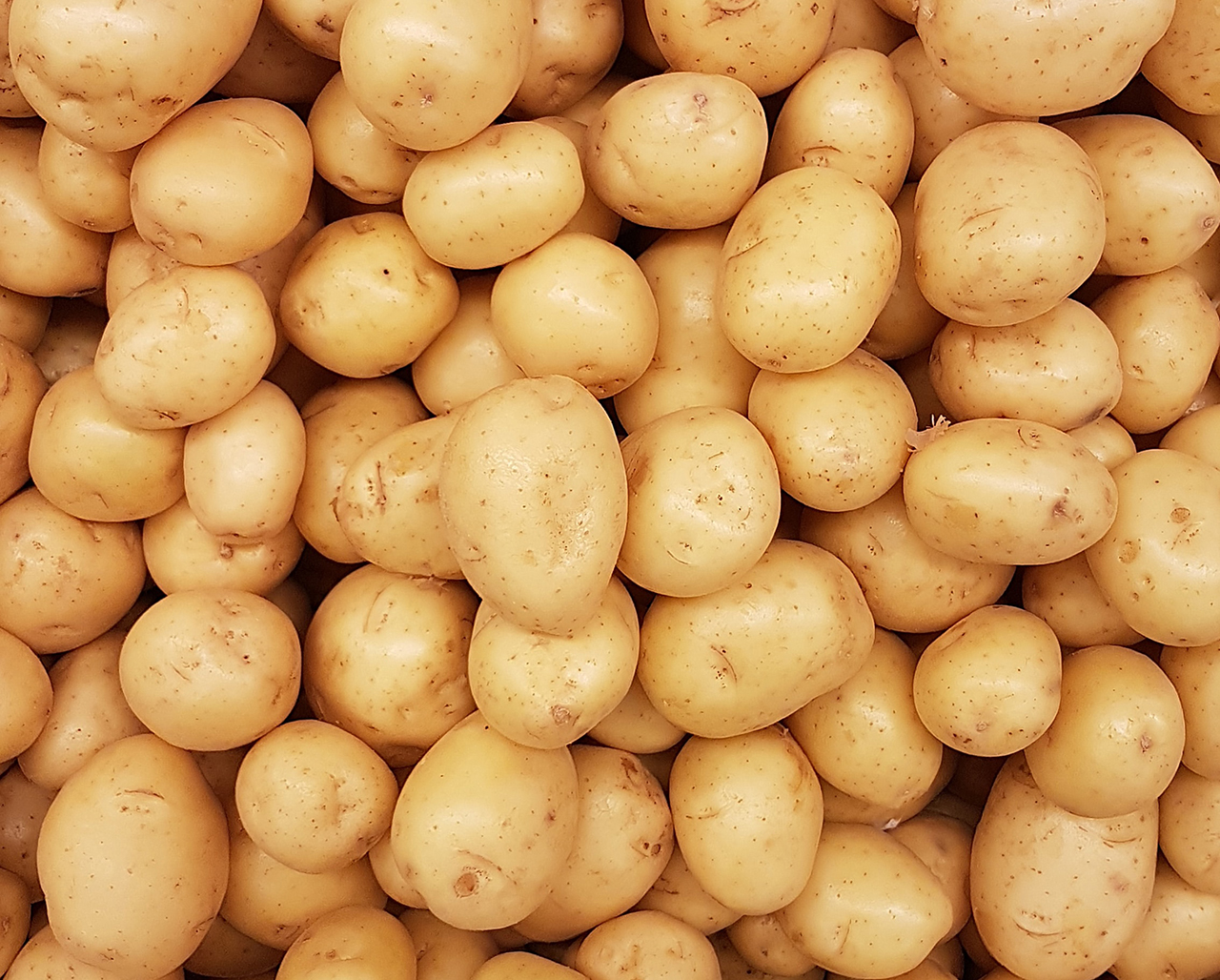 PotatoCam: Innovatieve aardappelsorteermachine - TechNature